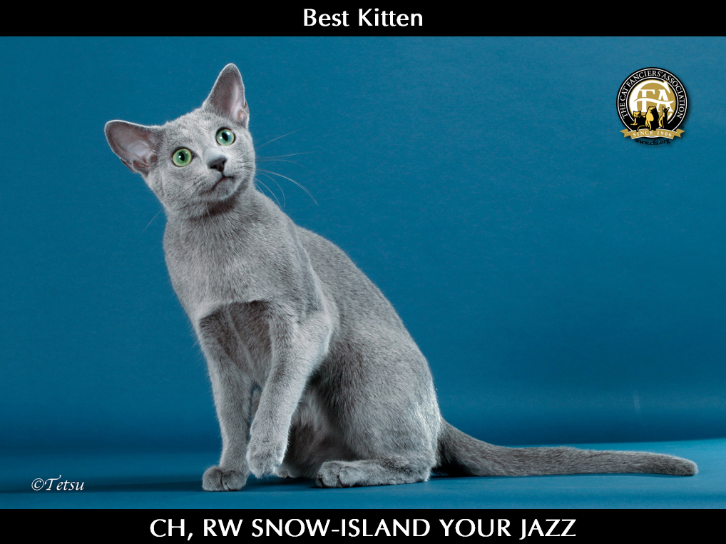 Regional Award 2020-2021 Kitten – CFA Japan Region