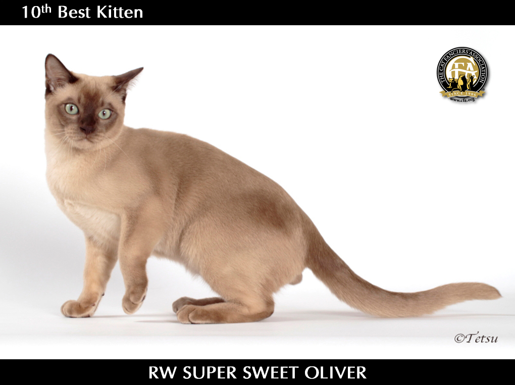 Regional Award 2020-2021 Kitten – CFA Japan Region