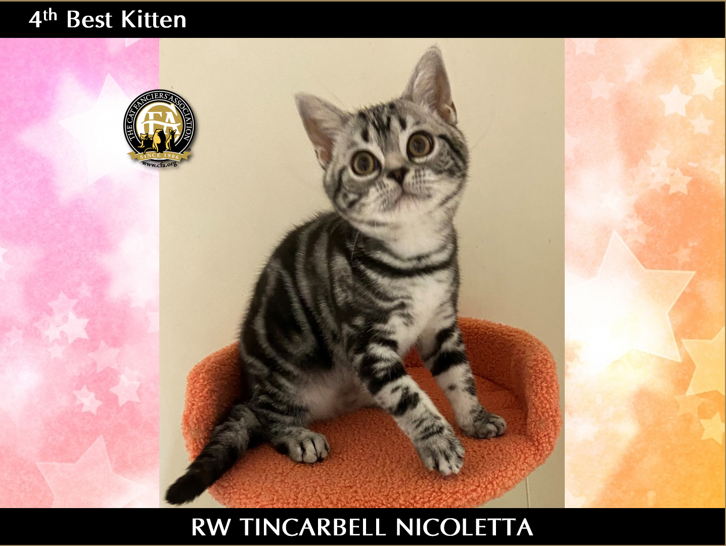 Regional Award 2021-2022 Kitten – CFA Japan Region