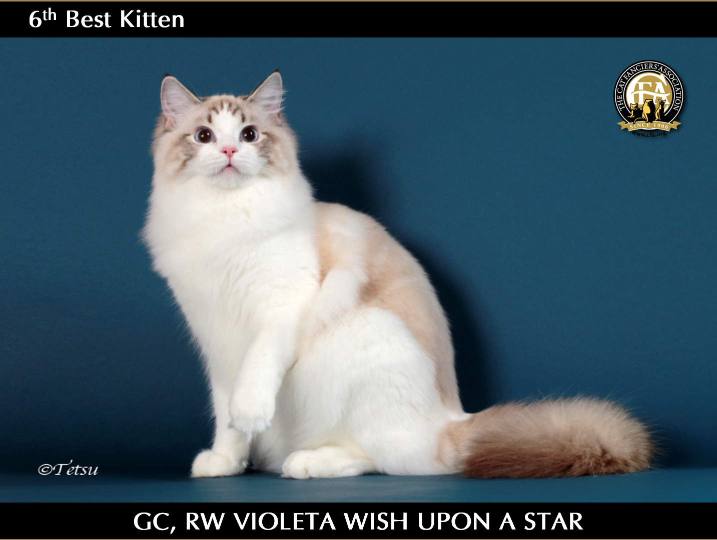 Regional Award 2021-2022 Kitten – CFA Japan Region