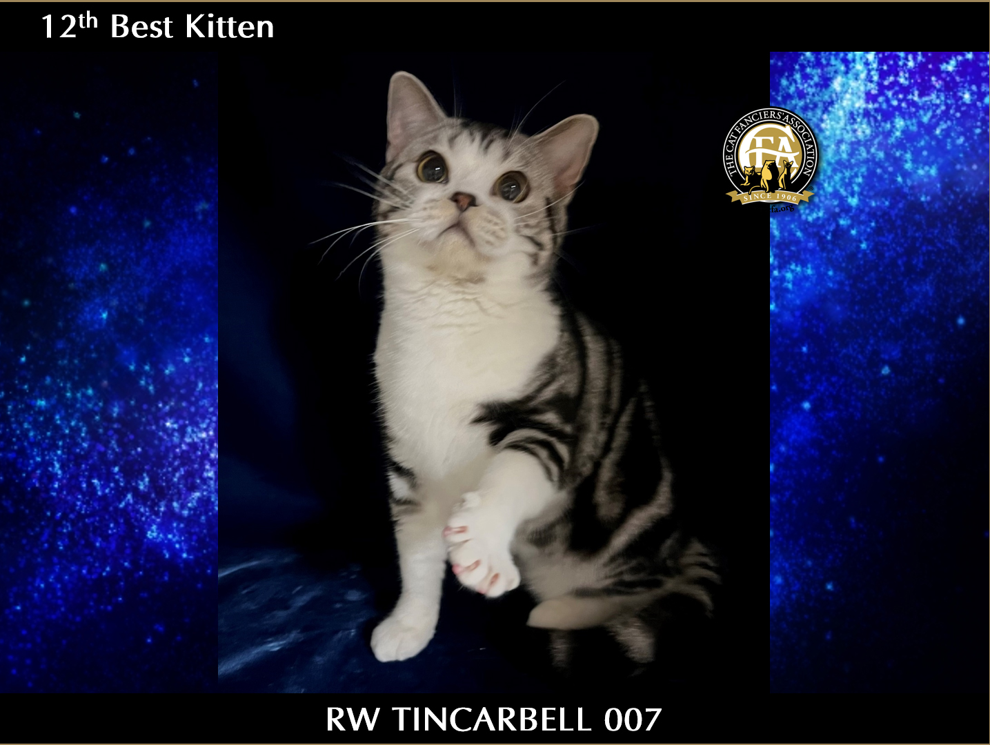 Regional Award 2021-2022 Kitten – CFA Japan Region