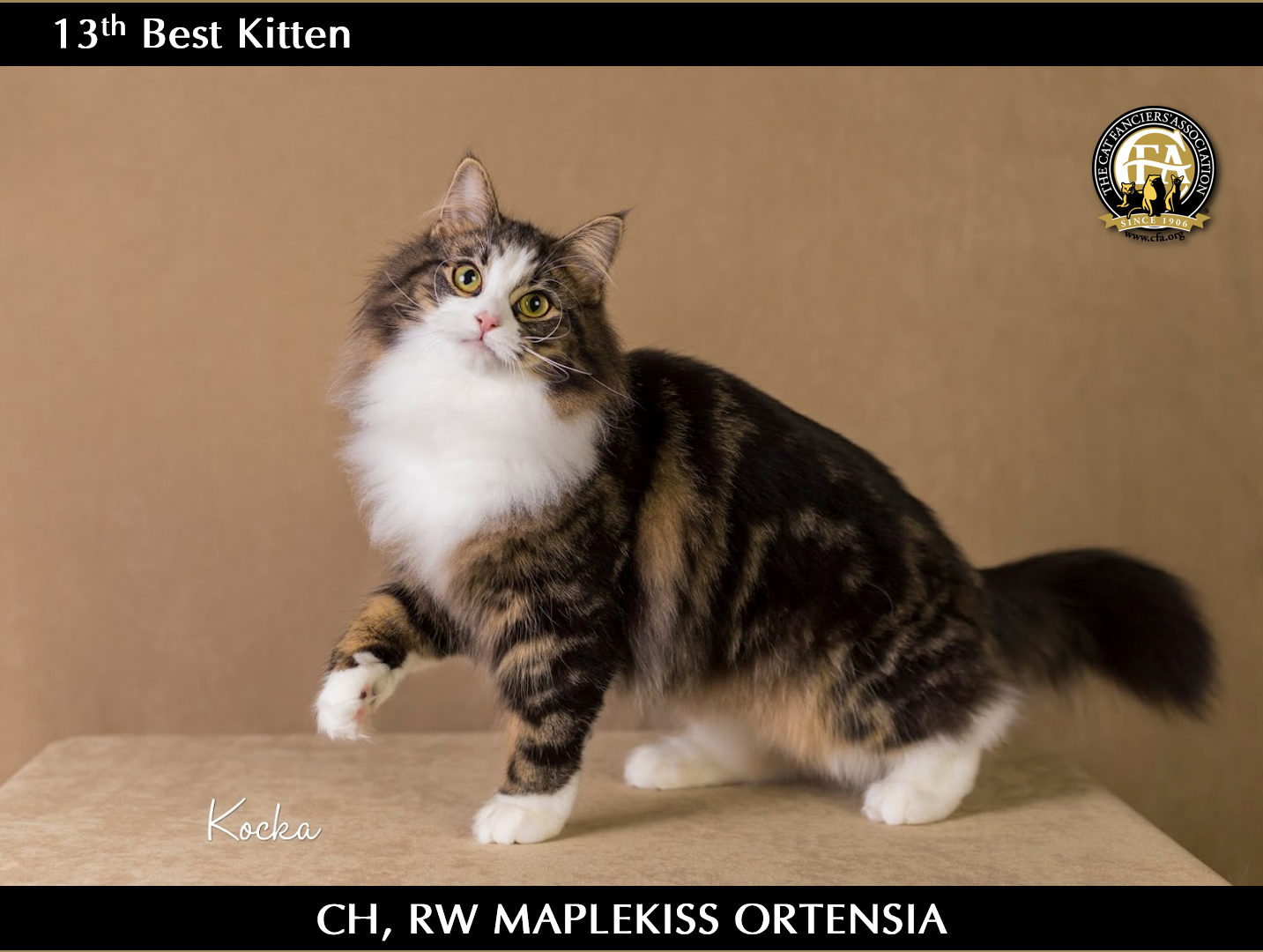 Regional Award 2021-2022 Kitten – CFA Japan Region
