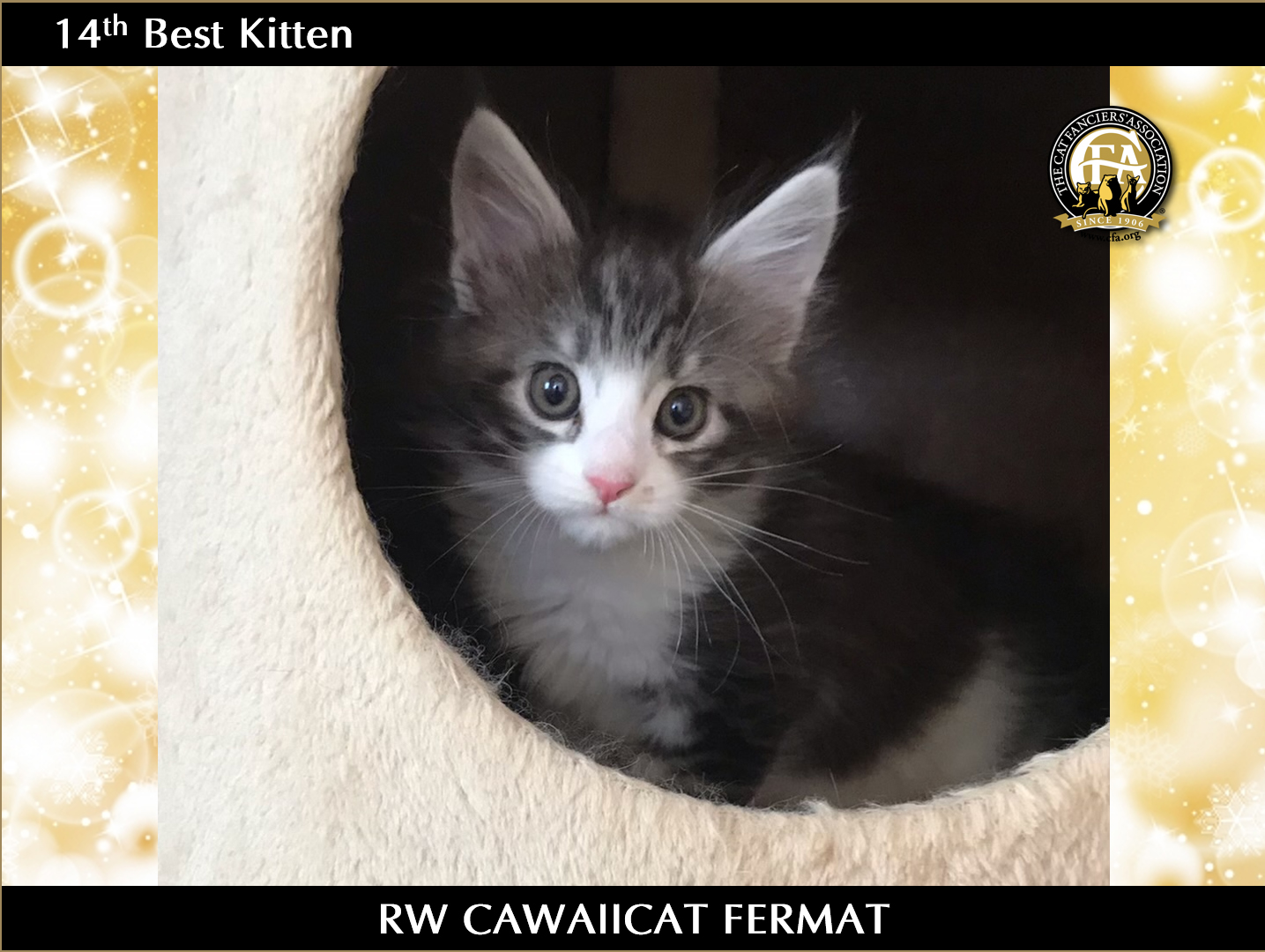 Regional Award 2021-2022 Kitten – CFA Japan Region