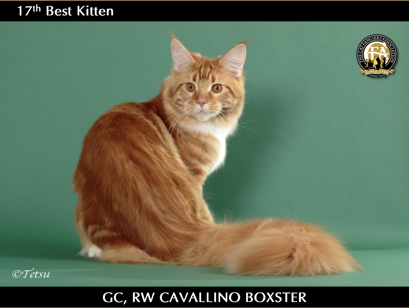 Regional Award 2021-2022 Kitten – CFA Japan Region