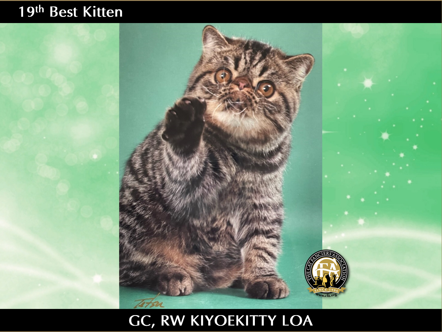 Regional Award 2021-2022 Kitten – CFA Japan Region