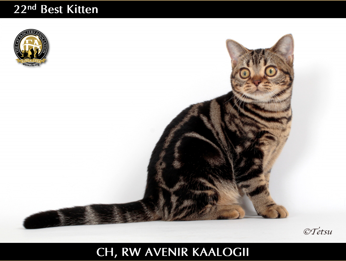 Regional Award 2021-2022 Kitten – CFA Japan Region