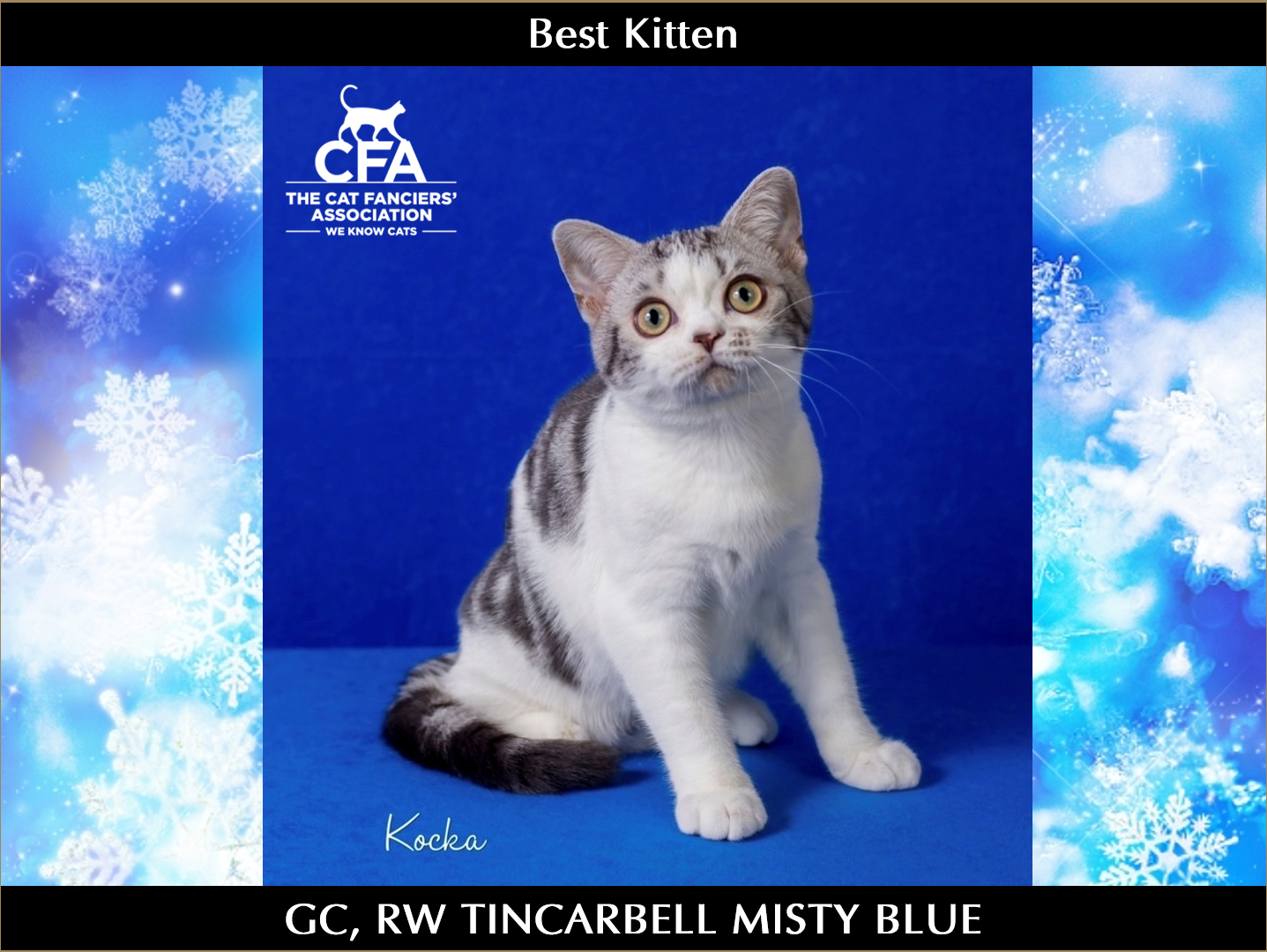 Regional Award 2022-2023 Kitten – CFA Japan Region