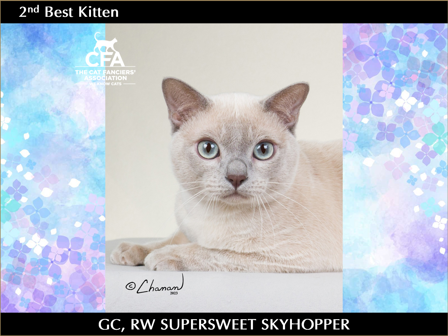 Regional Award 2022-2023 Kitten – CFA Japan Region
