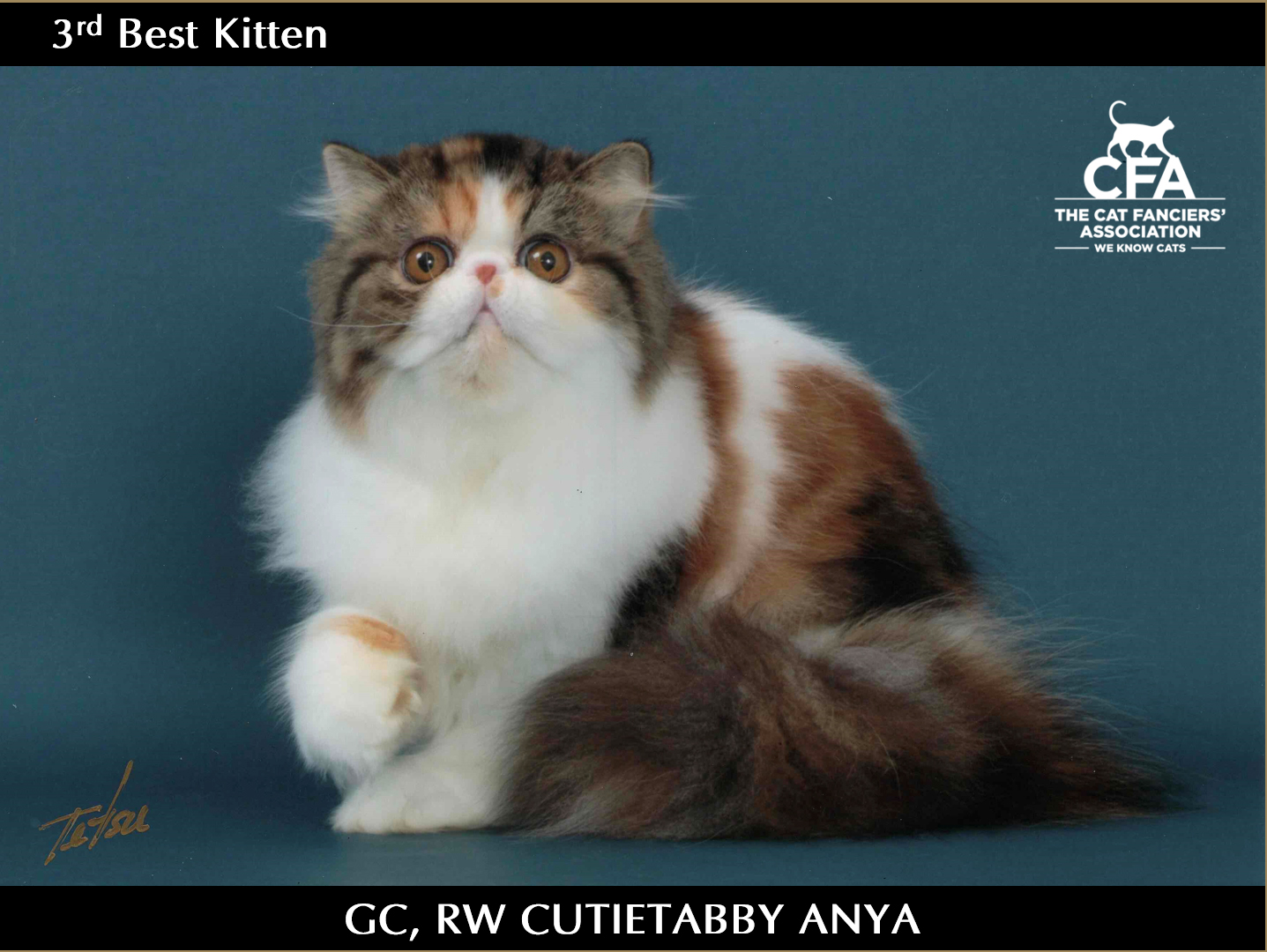 Regional Award 2022-2023 Kitten – CFA Japan Region