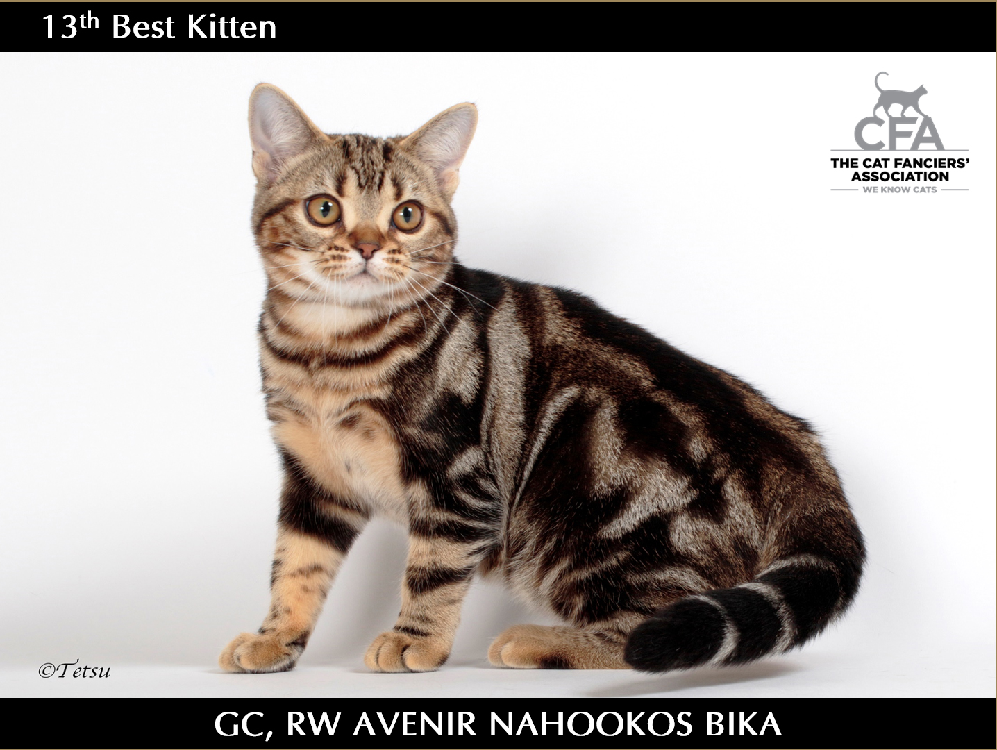 Regional Award 2022-2023 Kitten – CFA Japan Region