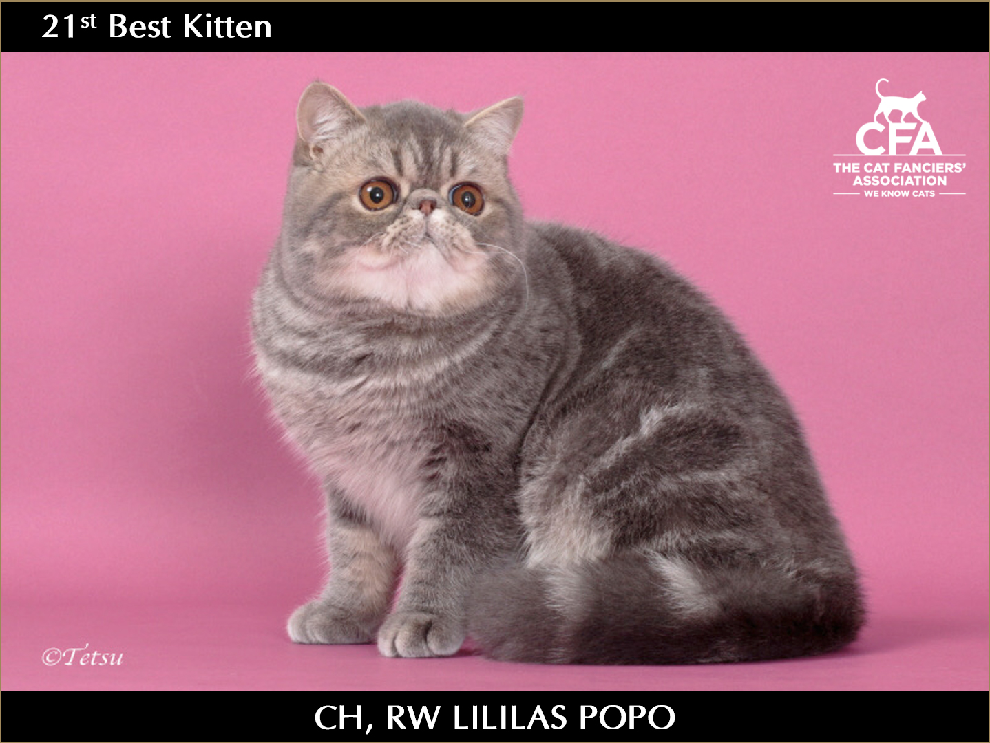 Regional Award 2022-2023 Kitten – CFA Japan Region