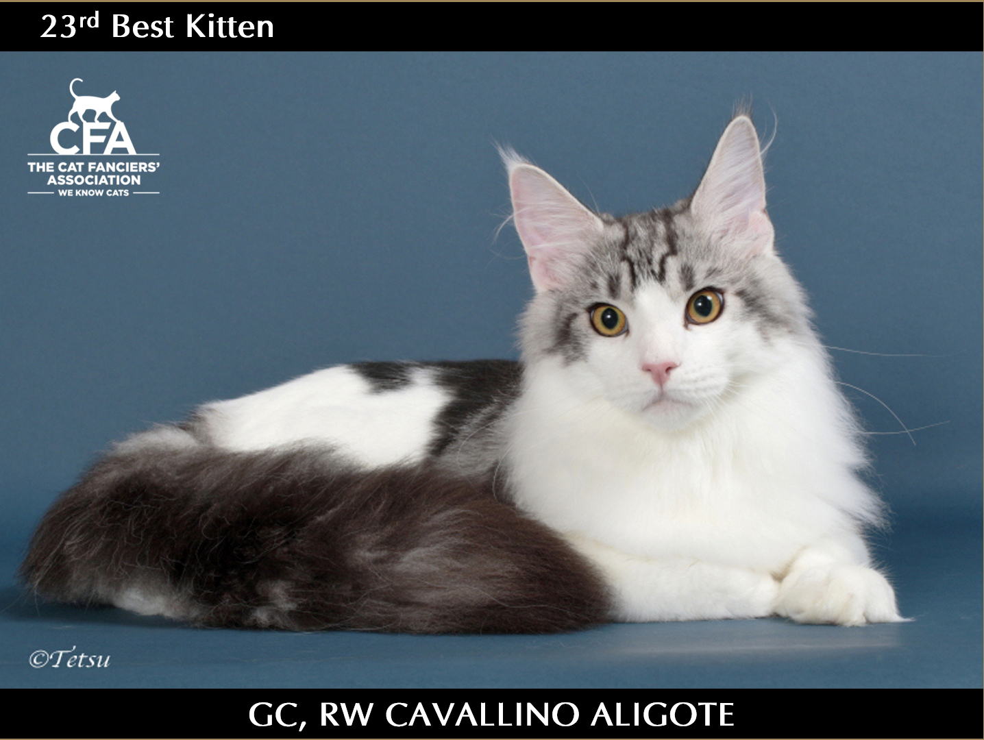 Regional Award 2022-2023 Kitten – CFA Japan Region