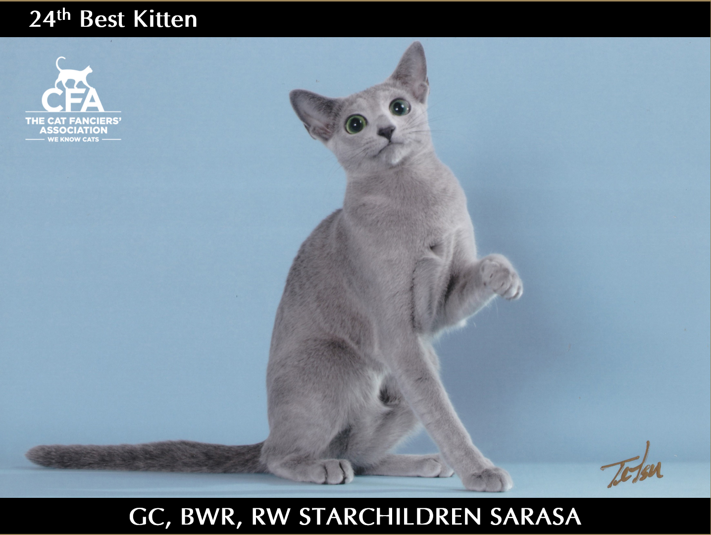 Regional Award 2022-2023 Kitten – CFA Japan Region